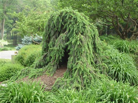 Weeping Norway Spruce