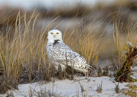 Snowy Owls In The Tundra