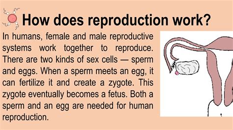 Reproductive System Grade 10 Pptx Wdasxawedq Pptx