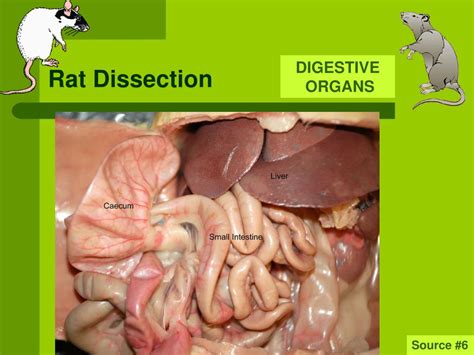 Ppt Rat Dissection Powerpoint Presentation Free Download Id638753