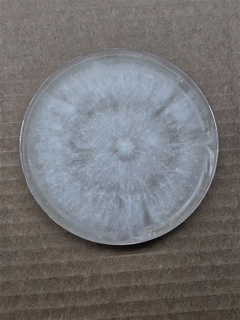 Snowflake Research Plate Sporeswaps