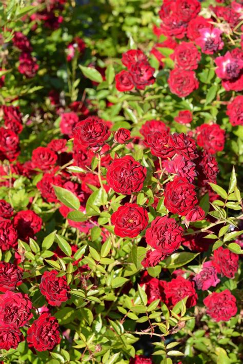 Ruusu Chi 3 L Astiataimi Rosa Chi Prisma Verkkokauppa