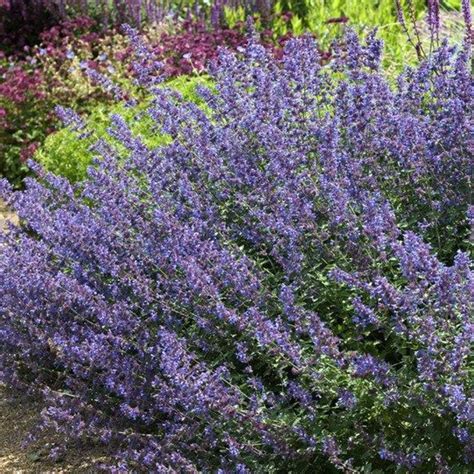 Nepeta Faassenii Walkers Low Buy Plants At Coolplants