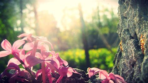Forest Flowers Wallpapers Top Free Forest Flowers Backgrounds