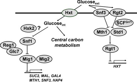 Simplified Representation Of The Main Glucose Repression Pathways
