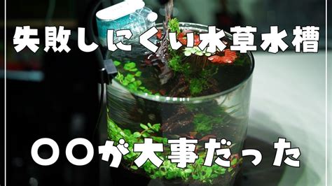 水草水槽を6月に始めると成功しやすかった理由、全部話します【アクアリウム】水草レイアウト 小型水槽 ボトルアクア Aqualife