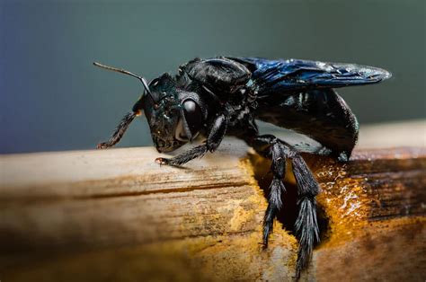 Killing Carpenter Bees With Wd 40 Does It Really Work