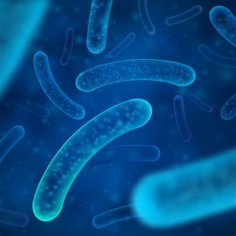 Lactobacillus Sensitivity To Antibiotics