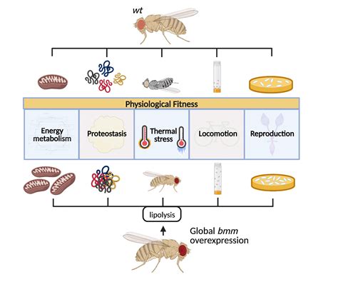 Systemic Lipolysis Promotes Physiological Fitness In Drosophila Melanogaster Figure F7 Aging