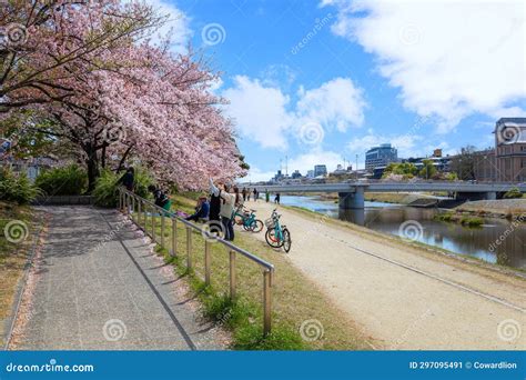 Kamogawa River Is One Of The Best Cherry Blossom Spots In Kyoto City