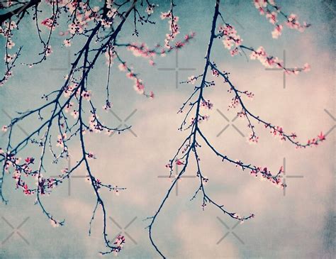 Blossoms By Ingrid Beddoes Redbubble
