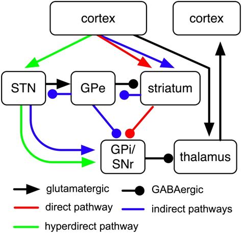 Sketch Of Cortico Bg Thalamic Fiber Tracts And Their Subdivision Into Download Scientific