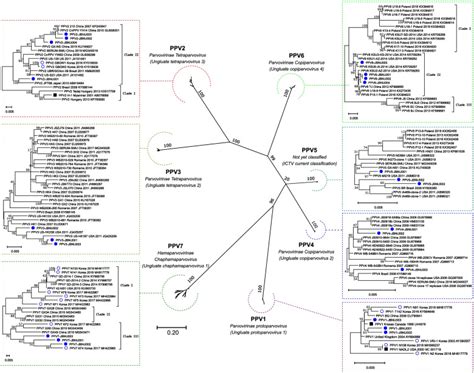 Prevalence Of Porcine Parvovirus 1 Through 7 Ppv1 Ppv7 And Co Factor Association With Pcv2 And