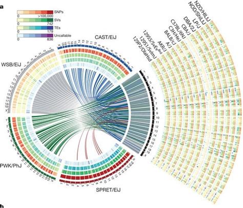 Genome Research Mouse Genomic Variation