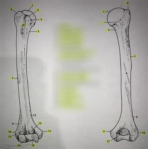 Humerus Diagram Quizlet