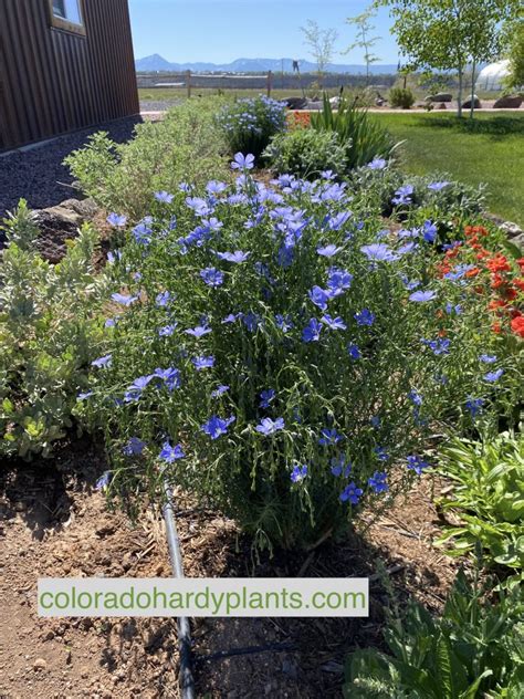 Linum Lewisii Blue Flax Prairie Flax Lewis Flax Colorado Hardy Plants