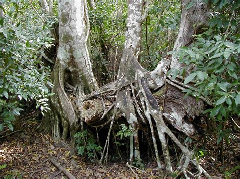 Strangler Fig Pics4learning