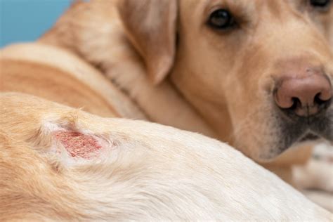 Staph Infection In Dogs What You Need To Know Fulton County