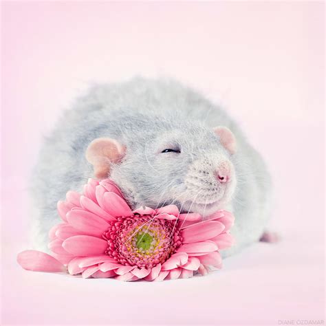 Extremely Cute Pictures Of Rats