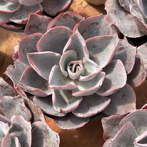 Live Succulents Rare Succulents Echeveria Afterglow Etsy