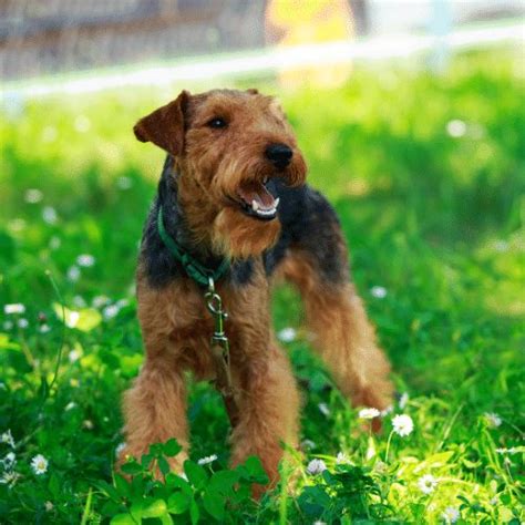 Welsh Terrier Dog Breed Information Spiritdog Training