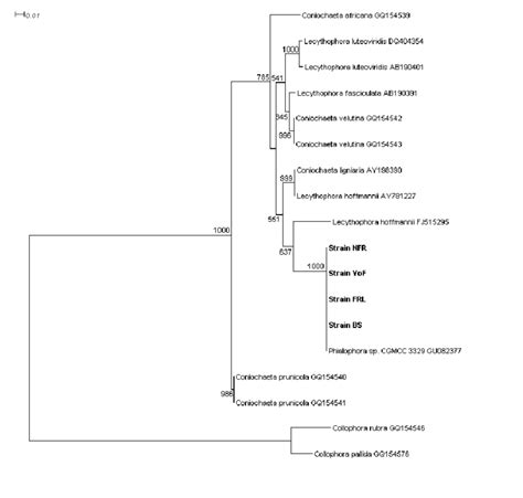 bootstrap consensus tree 1000 replicates of coniochaetales selected