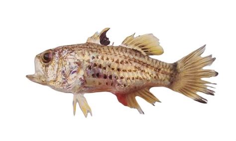 Jaydia Queketti Marine Biodiversity Portal Of Bangladesh