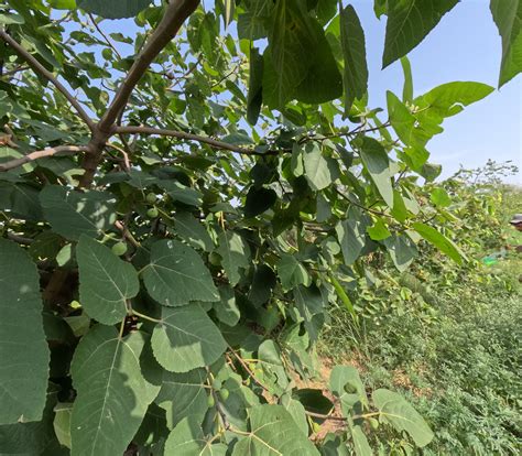 Higo Object Detection Model By Glaucoma