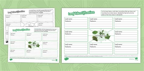 Leaf Classification Mind Map Teacher Made Twinkl