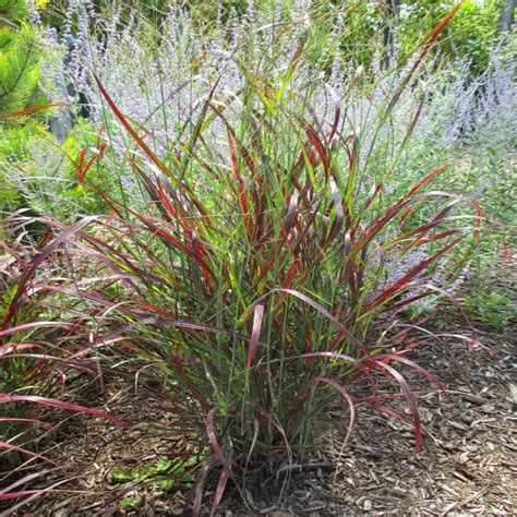Panicum Virgatum Ruby Ribbons Switch Grass Siteone Us