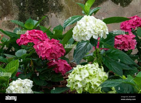Sydney Australia Vibrant Pink Flowerheads Of A Hydrangea Macrophylla