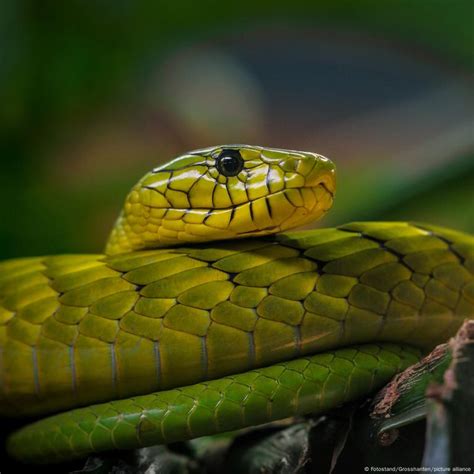 Nombre Principal Serpiente Verde