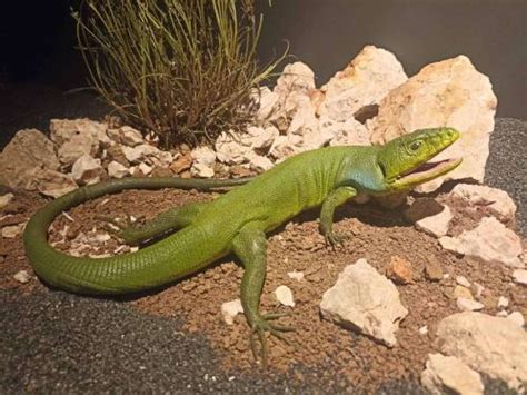 Naučnici Otkrili Vrstu Morskog Guštera Koji Je živio U Doba Dinosaurusa Bosnainfo