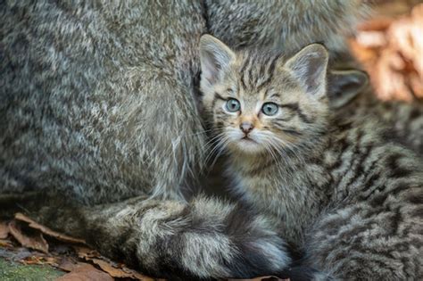 รูปภาพhorchen เลือกดูภาพถ่ายสต็อก เวกเตอร์ และวิดีโอ591 Adobe Stock