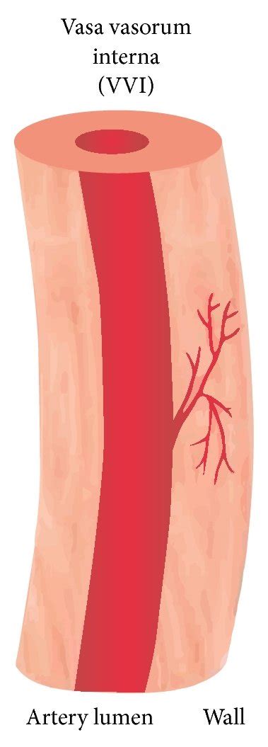 Sketches Of The Three Types Of Vasa Vasorum Found In The Wall Of Cow Download High Quality