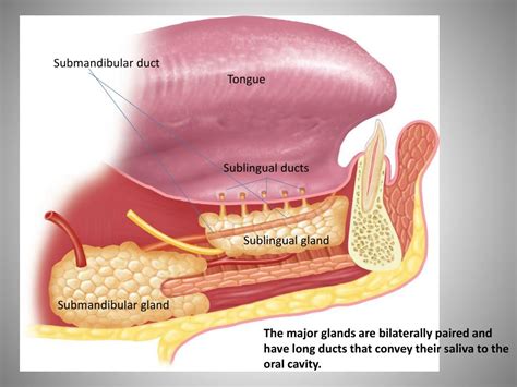 Whartons Duct Papilla Salivary Gland Cannulation Techniques
