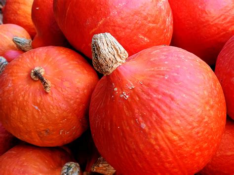 무료 이미지 자연 과일 식품 빨간 생기게 하다 야채 호박 데코 추수 감사절 헬로우윈 가을 장식 수확 축제 꽃 피는 식물 육상 식물