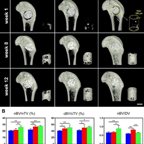 Micro Ct Rendered Images And Data Of The Bone Formation A