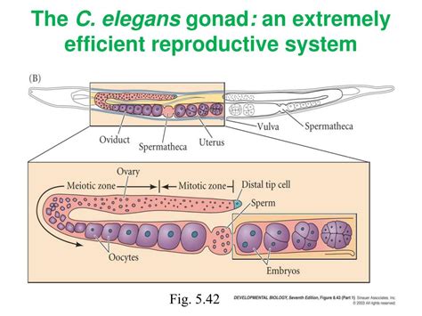 Ppt Caenorhabditis Elegans C Elegans An Elegant Worm Powerpoint