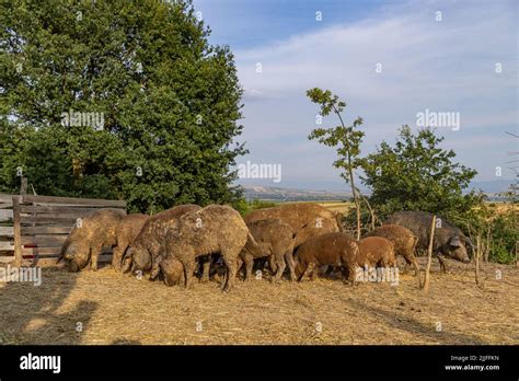 Hungarian Mangalica Pig Private Pig Farming The Mangalica Also