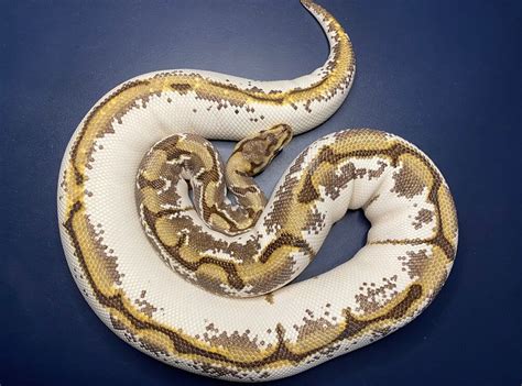 45 Ball Python Morphs A Z Morph Color Chart The Reptile Bay