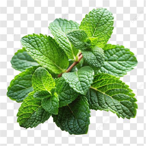 녹색 신선한 민트 잎 민트 잎사귀 초록 Png 일러스트 및 이미지 에 대한 무료 다운로드 Pngtree