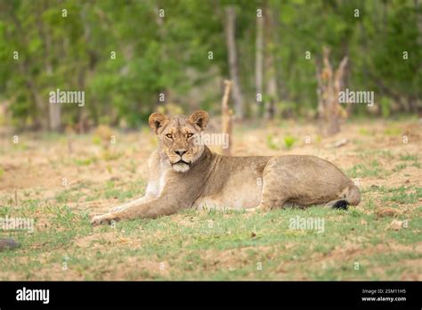 Lioness Panthera Leo Looking Into Camera Resting In Grassland Side