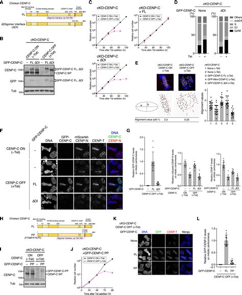 Centromerekinetochore Is Assembled Through Cenp C Oligomerization Molecular Cell