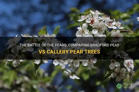 Bradford Pear Vs Callery Pear Key Differences For Landscapers Shuncy