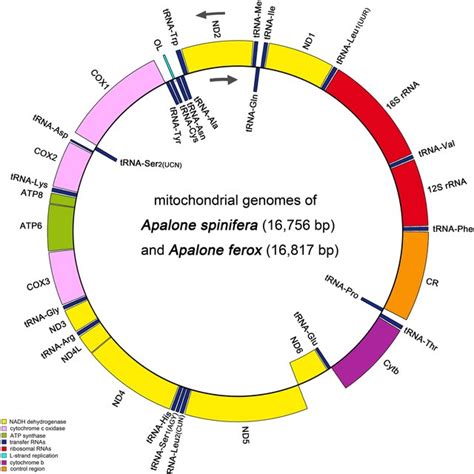 Ka Ks Ratios For The 13 Mitochondrial Protein Coding Genes In Reference