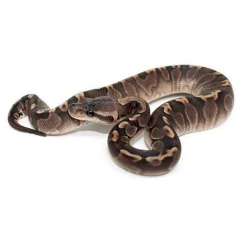 Python Royal Ghi Cinnamon Python Regius