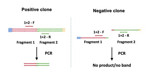 Lab 3 Background Engineering Bacteriophage Laboratory