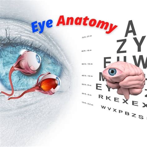 Human Eye Anatomy And Function Eye Parts And Structures 3d Artofit