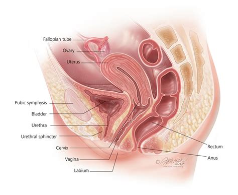 Vaginal Agenesis Symptoms Diagnosis And Treatment Urology Care Foundation